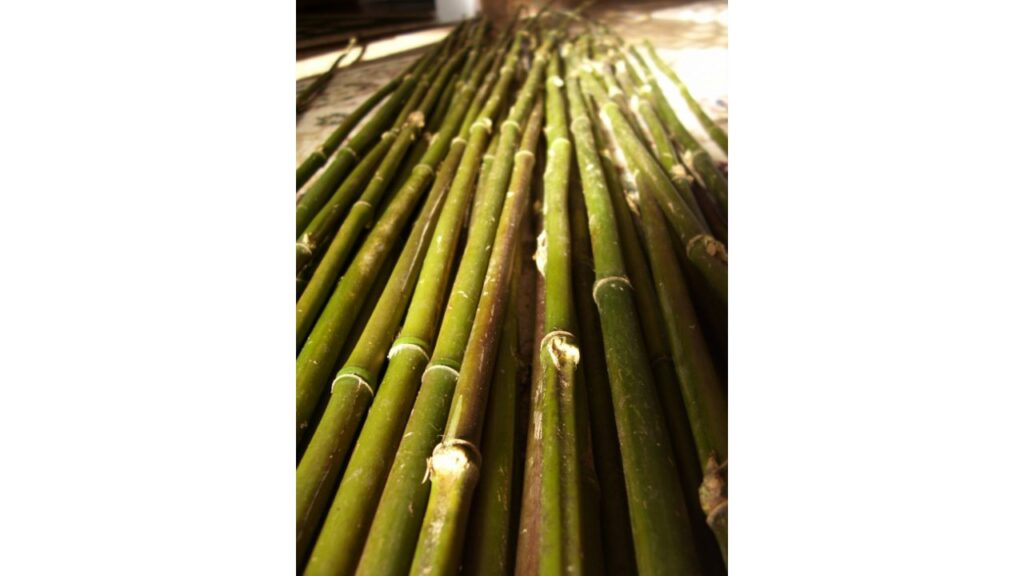 Rivercane Arrowshafts (12 ct) Back in Stock! – Primitive Pathways